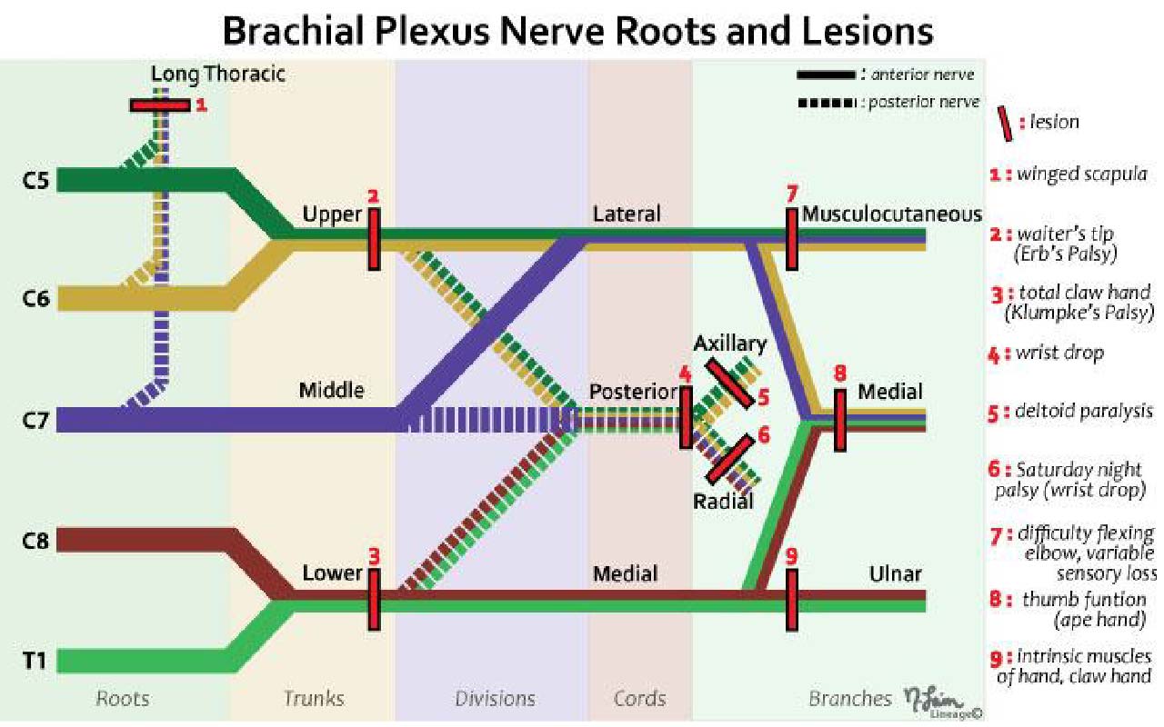 Brachial Plexus Muscles Innervated